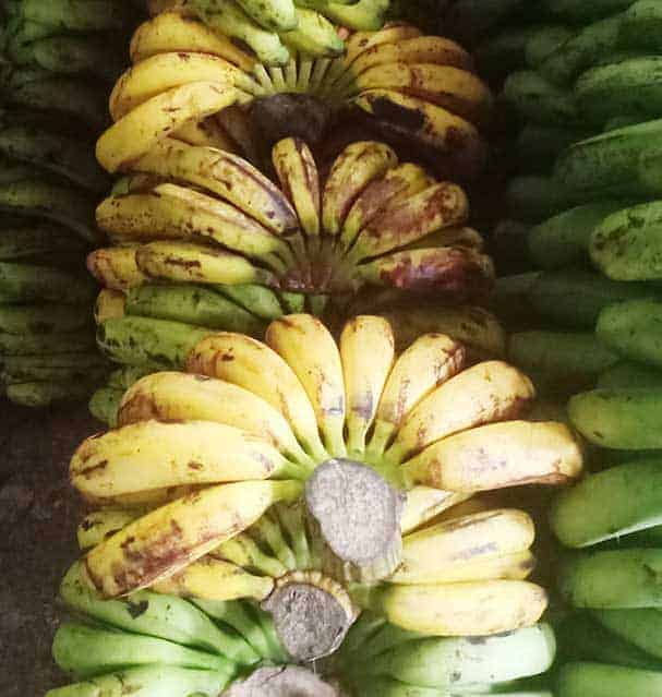 PISANG BARANGAN – Jangkar Global Groups